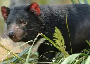 Yawa sa Tasmanian: Asa ug Giunsa niya pagkinabuhi? 23543_2