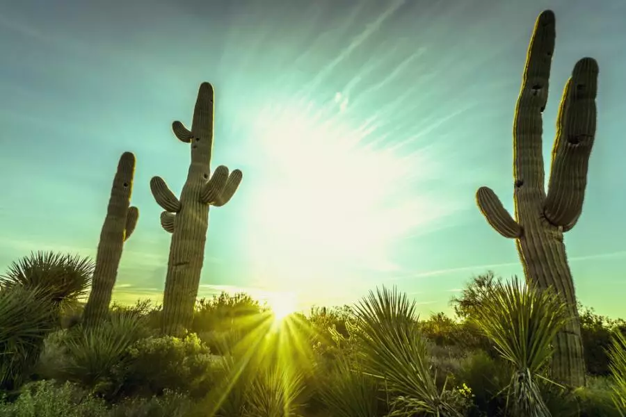 What is cactus and what is they eating?