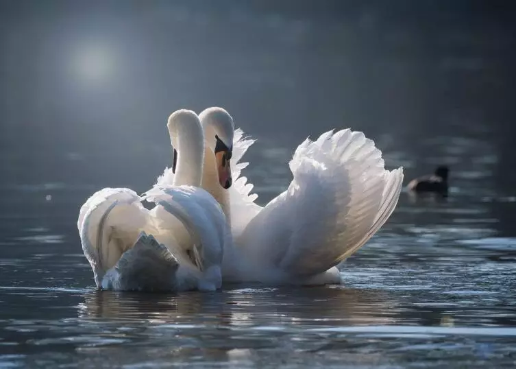 Swans