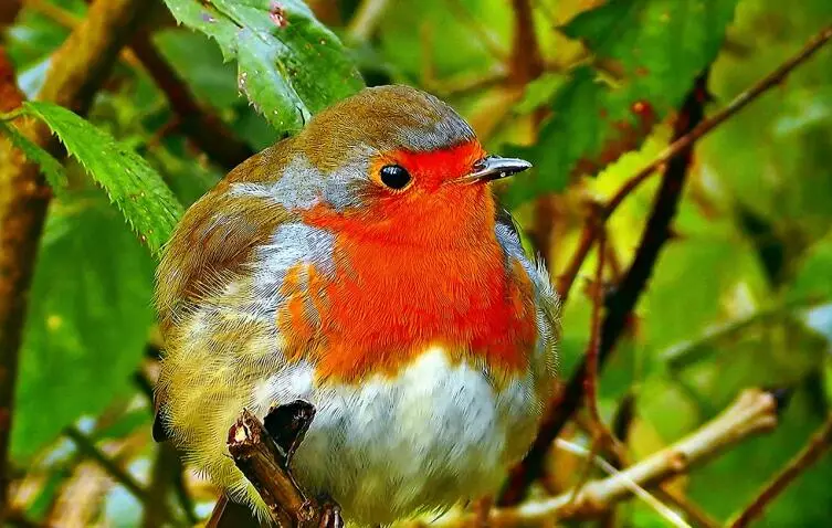 ROBIN.