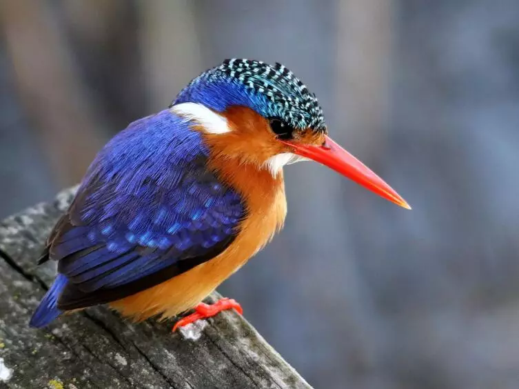 Kingfisher