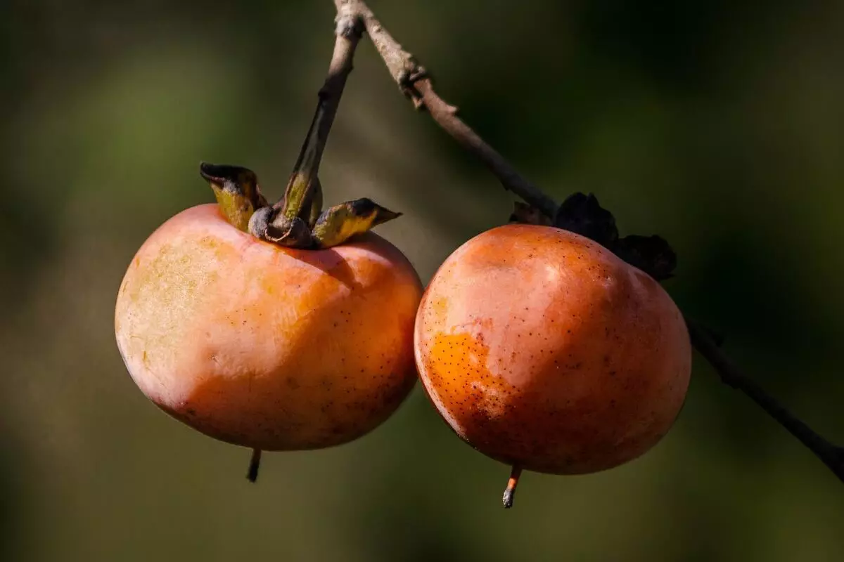 Kje najti predmete za fotografijo ... Najbolj začetna fotografija priznava?