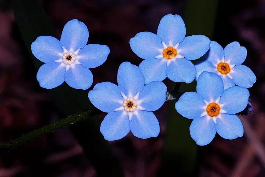 මාව අමතක කරන්න එපා