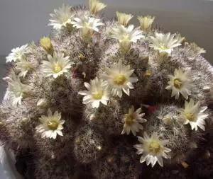 Ki sa ki Cactus se fasil yo grandi? Mammillaria prolifera. 24913_1