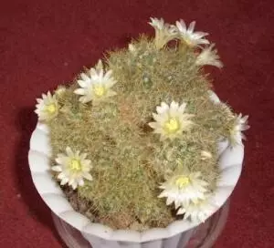 어떤 선인장이 쉽게 자랄 수 있습니까? Mammillaria Prolifera. 24913_2