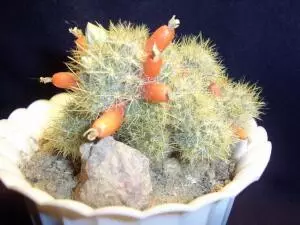 Kedu ka cacti dị mfe itolite? Mamillaria Pralifera. 24913_3