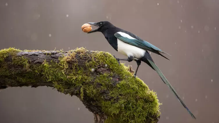 ¿Qué sabemos sobre los cuarenta?: Datos interesantes de la vida de las plumas