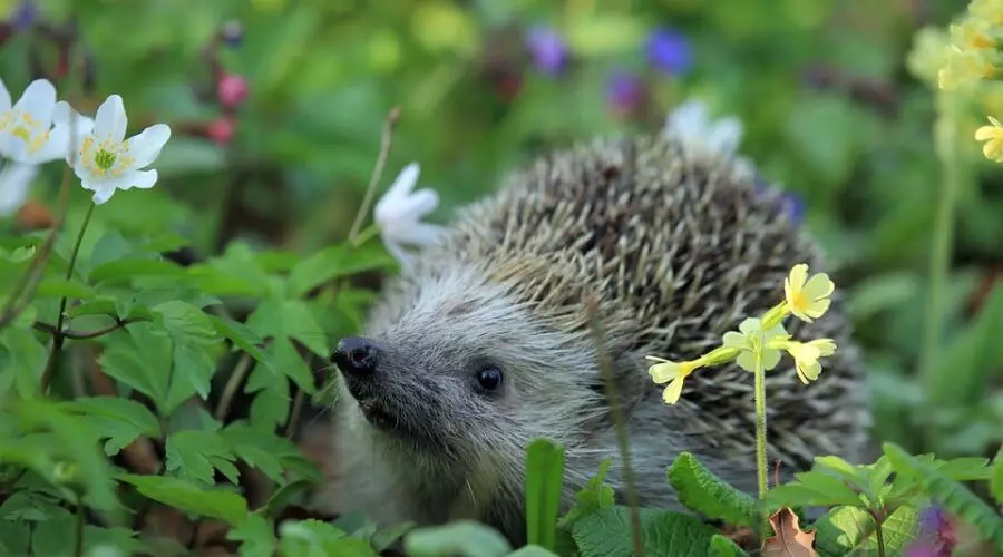 Inona no tsy mahazatra amin'ny hedgehog mahazatra?