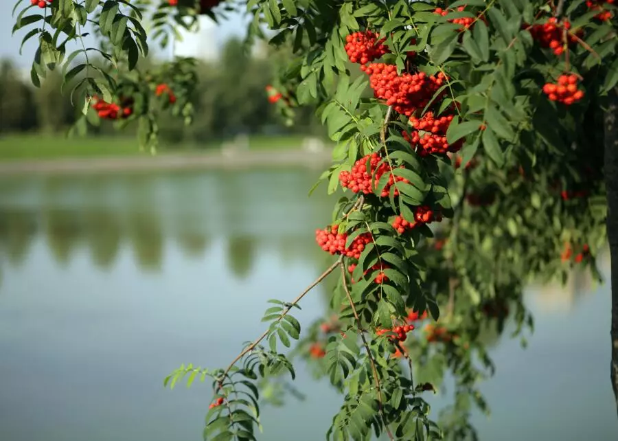 Kio utila Rowan? Interesaj faktoj pri la konata planto