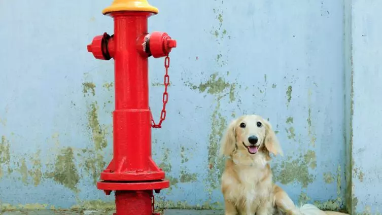 Er det nemt at leve i lyset af hunde-veganer? Tanker om taxa 25357_1