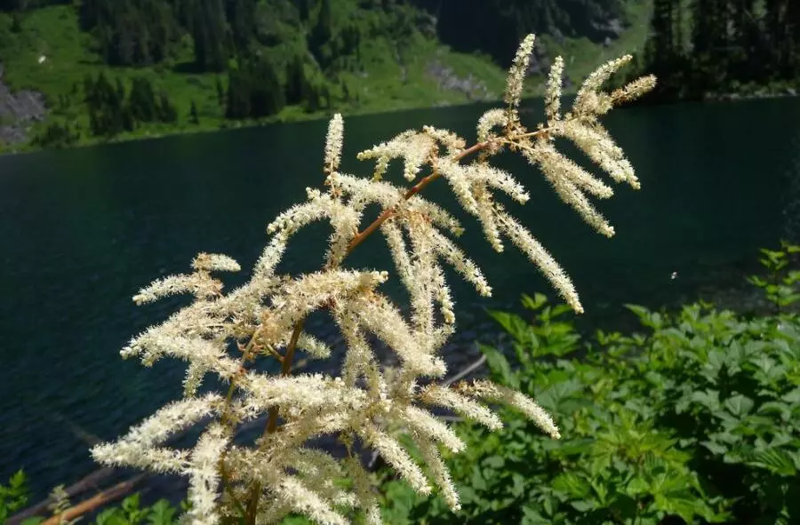 Mit kell tenni a kert árnyékos sarkába? Arunkusz