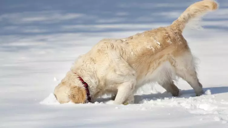 ムズルはどこで治療されましたか？犬に注意してください！ 25541_1