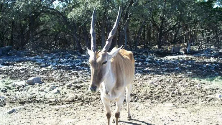 I-Texas Safari: Ungahlula-hlula njani inkunzi yenkomo kwi-antelope?