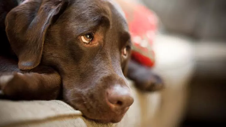 Onde anexar o animal no momento das vacacións?