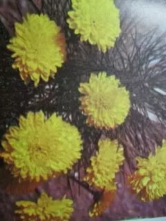 Fjuri tad-Deheb Chrysanthemum