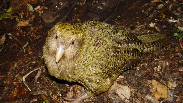 Maori Kakapapo? Parsot nke New Zealand 26934_1