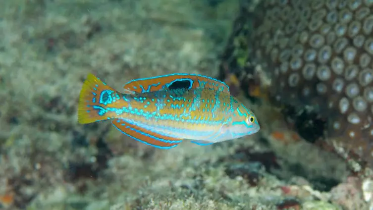 Frêzemakkers fan 'e seeën en akwariums. Wat binne jo nuttich foar de Guban Fish? 27016_1