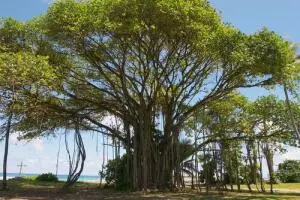 Banyan.