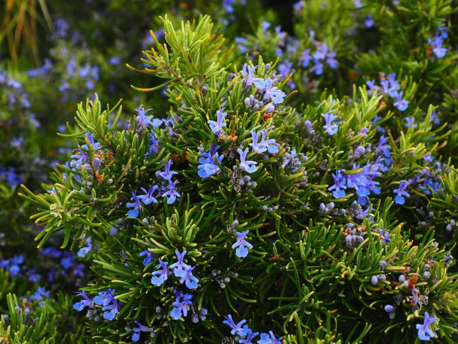 ružmarin bush