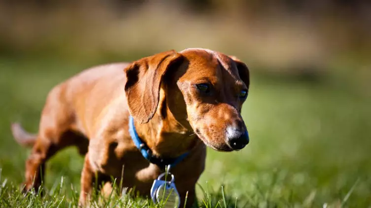 Dachshund lùn (thu nhỏ): Chó với nhân vật?