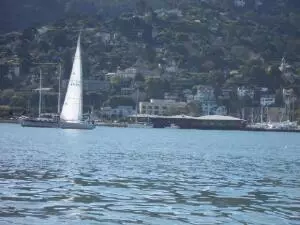 Lone Sail in Sausalito