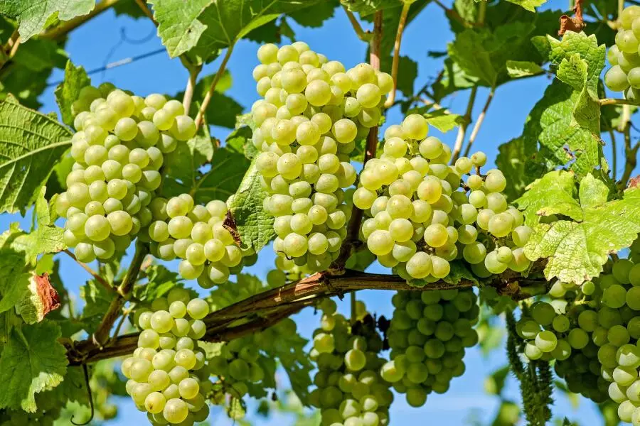 É possível cultivar uvas na faixa do meio da Rússia?