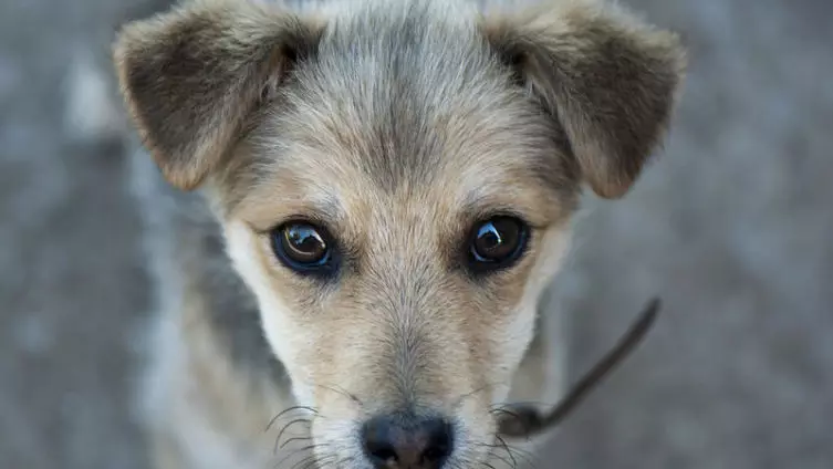 Historie af en hund, eller hvordan fik Chato huset? 27733_1