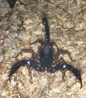 Scorpion mat Feline Aen? Jo, an do ass do! 28041_1