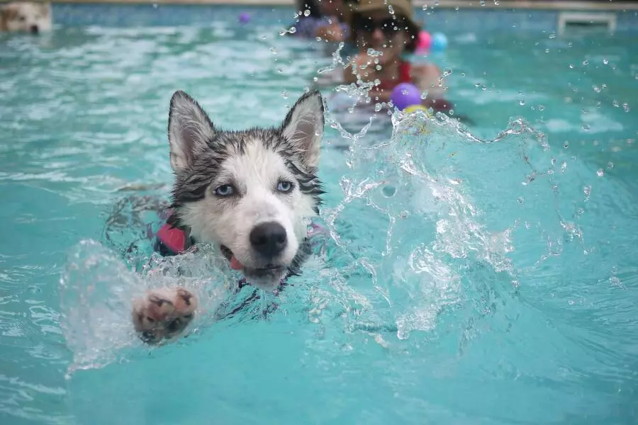 El que cal prestar atenció a l'hora de triar una piscina?