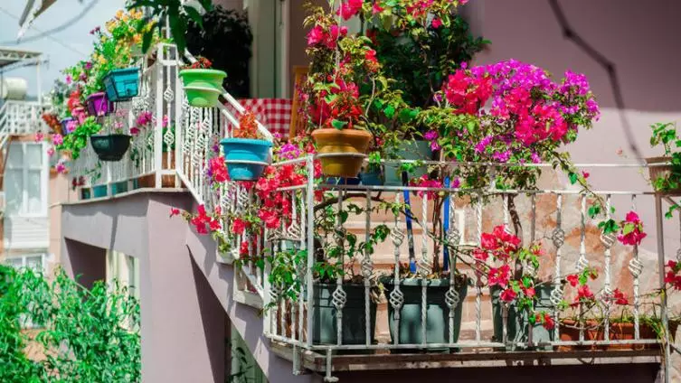 Blommen op it balkon. Hoe kinne jo in griene hoeke meitsje yn stien jungle?