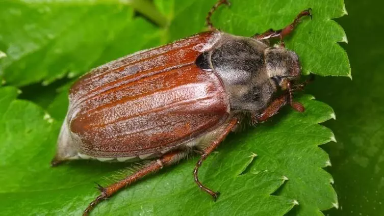 Ons het reeds verskyn Khrushchi. En jy? Om die vertrek van die Mei beetle 28243_1