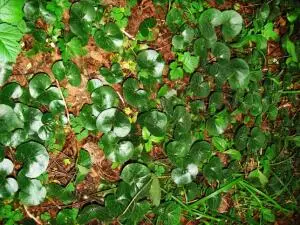 Di hutan, koil Eropa menciptakan karpet dari daun hijau cerah