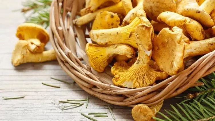 Chanterelles necə toplamaq olar? 28496_1