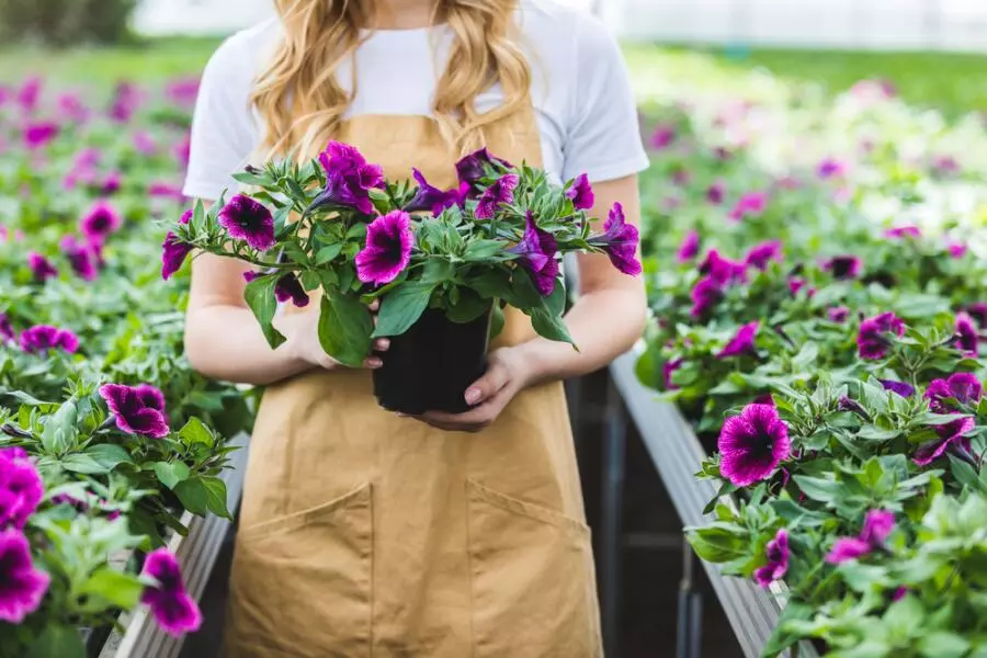 Petunia chroni pomidory i papryki