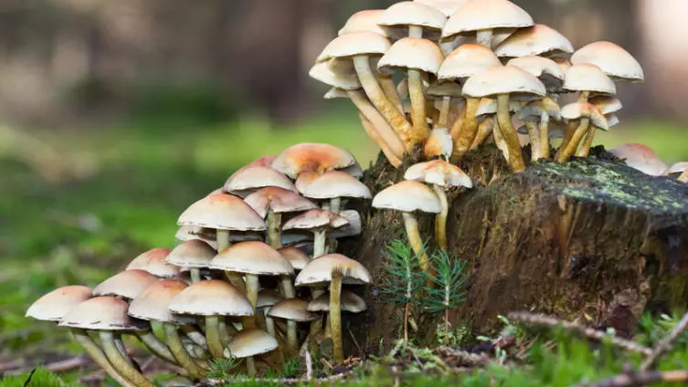 Paano nakolekta ang mga mushroom ng Vietnam? Mga bisikleta ng mag-aaral