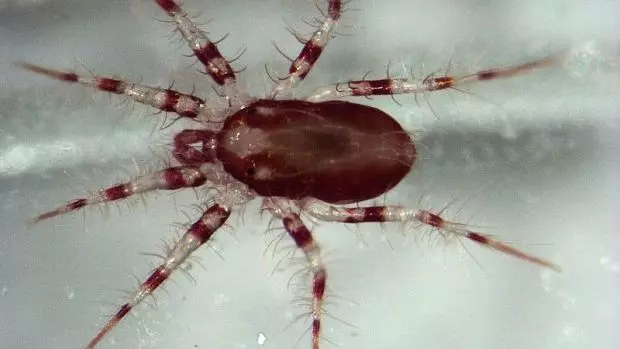 Pratarsototos MacroPalpis Tick agai atu i saoasaoa, 20 taimi maualuga atu nai lo le saoasaoa o le cheetah