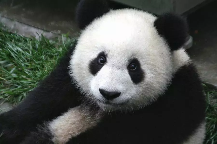 Гигантска панда