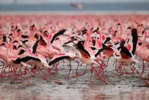 Nakuru Gölü üzerinde Flamingo