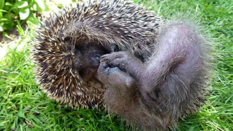 Napa hedgehog bir? 29989_1