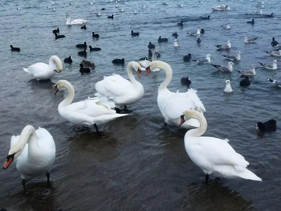 Swans on the Black Sea