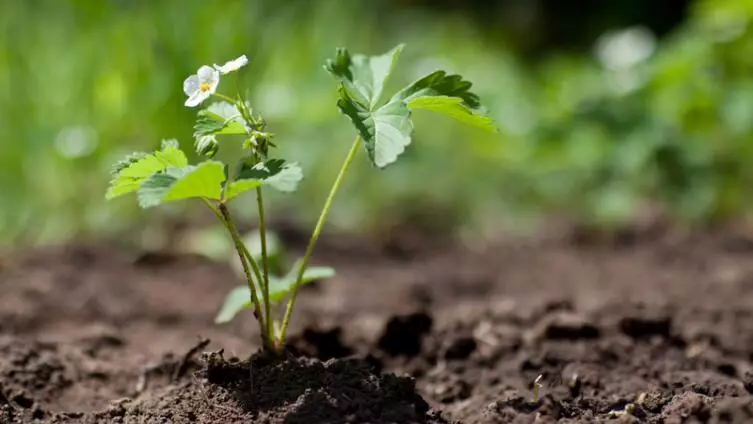 Hoe zonder veel moeite om aardbeienplantages (tuinaardbeien) in het landgebied bij te werken?