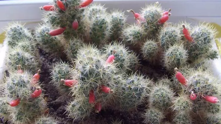 CACTUS «Grove» باھارنى ساقلاۋاتىدۇ ...