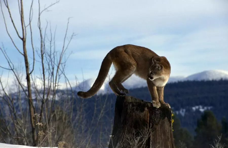 Waarom moet puma verwijzen naar kleine katten? 30278_1