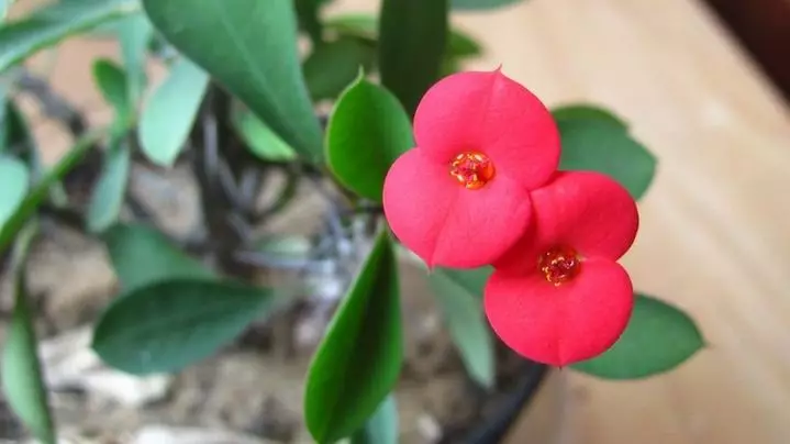 මෝල් මෝල්