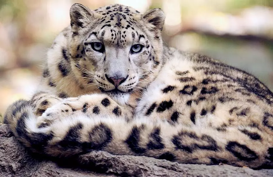 Snow Leopard. O ai i le ogatotonu Asia e taʻua o se 