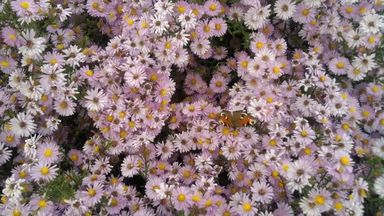 Iyo butterfly yakabhururuka munaGunyana muna Gumiguru