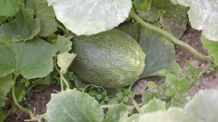 Melon kutanga 133.