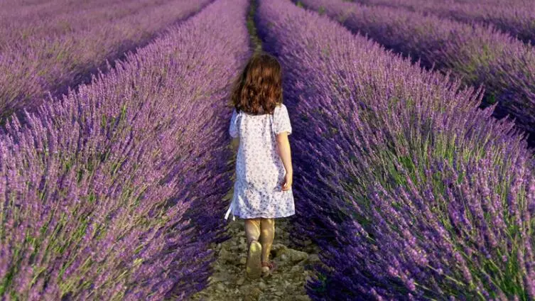 Lavendel. Hva er nyttig denne planten og hvorfor er det såkalt?