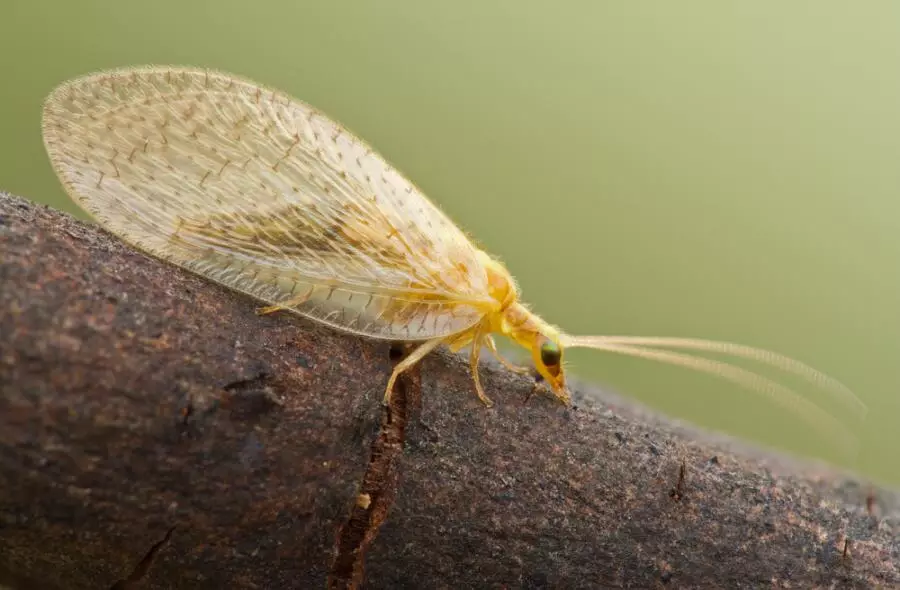 Hvilke insekter er nyttige til skove og haver? Zlatagida-felnitsa.