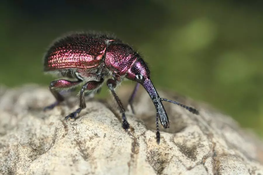 Tembo ya Cherry - Epirhynchites (Rhynchites) Auratus.